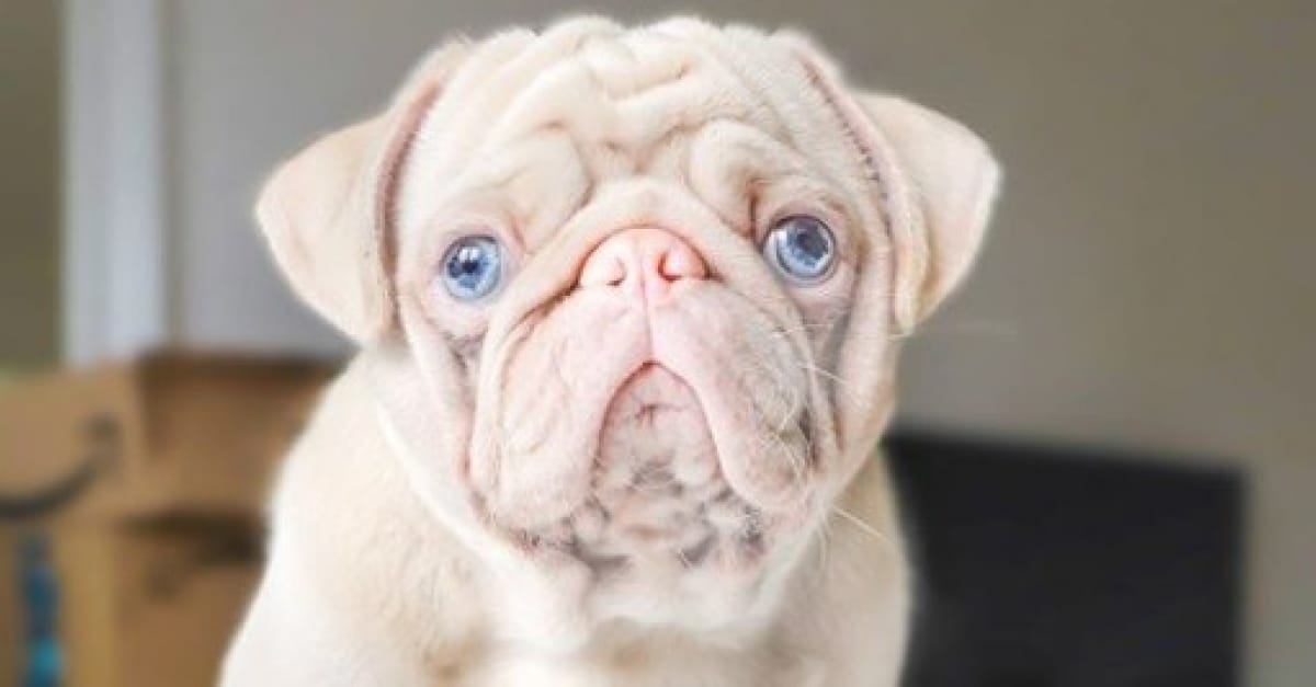 Ce carlin albinos fait totalement fondre la Toile