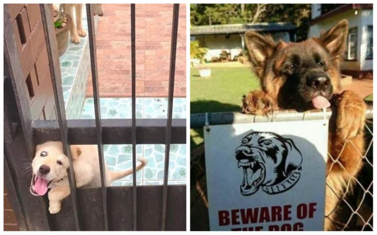 Ces chiens "méchants" sont mignons à croquer