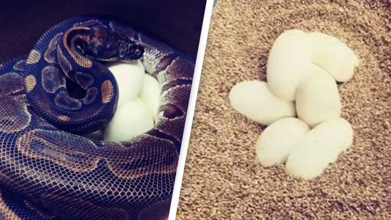 Une femelle python de 62 ans a pondu 7 œufs sans avoir fréquenté de ...