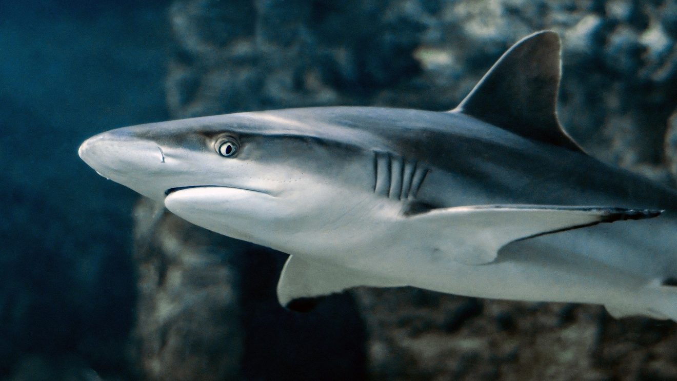 Ce requin peut vivre dans les lacs (et c’est le plus dangereux)