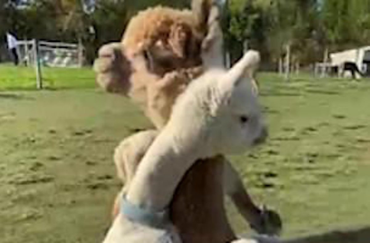 Adorable : un bébé alpaga fonce sur sa mère pour lui faire un câlin (Vidéo)