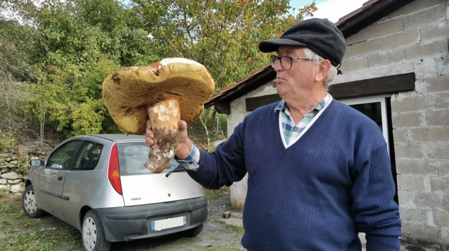 Vous ne devinerez jamais combien pèse cet énorme champignon ...