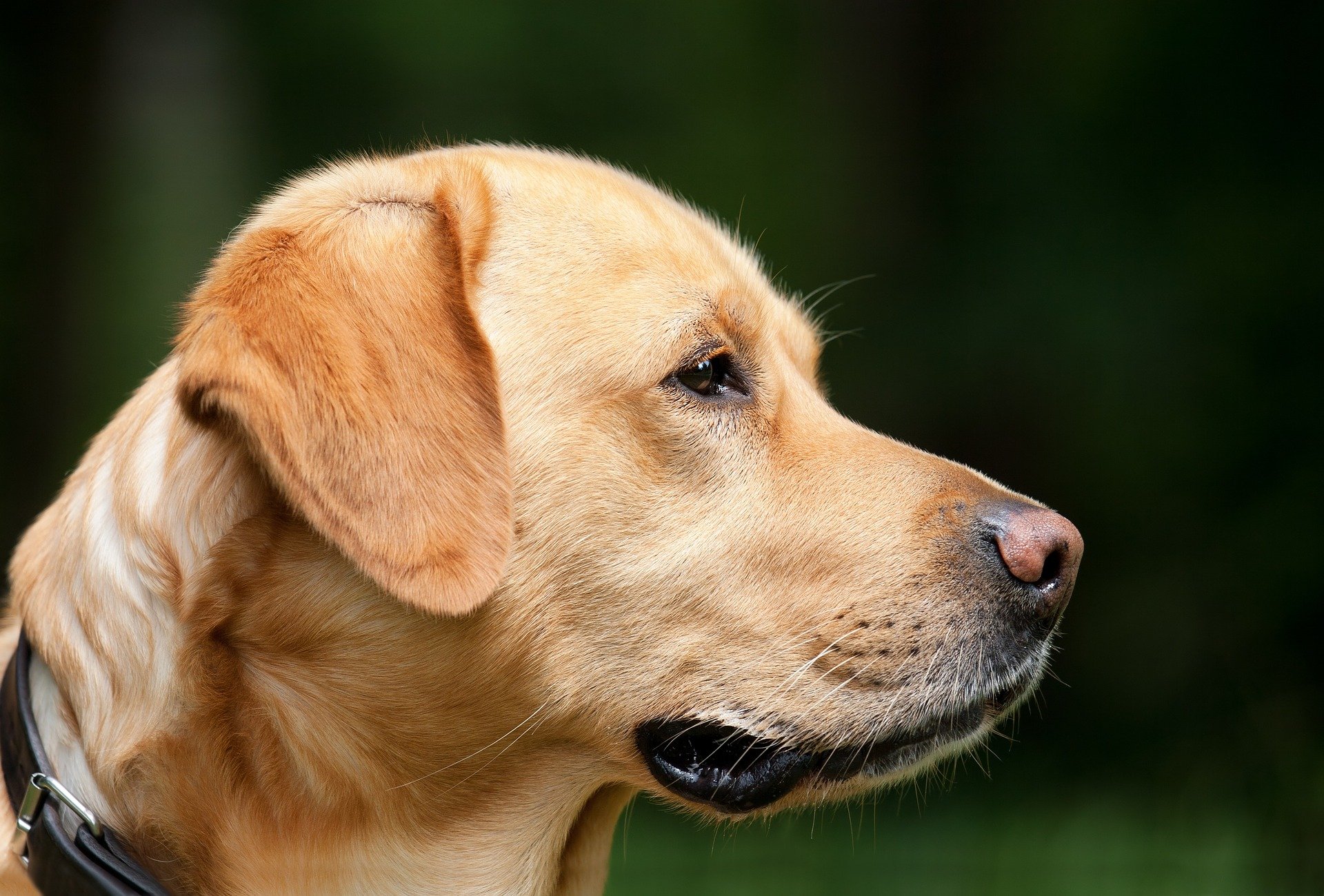 Incroyable Une Chienne Labrador Met Au Monde Un Chiot Vert PHOTO Incroyable Une Chienne Labrador Met Au Monde Un Chiot Vert PHOTO