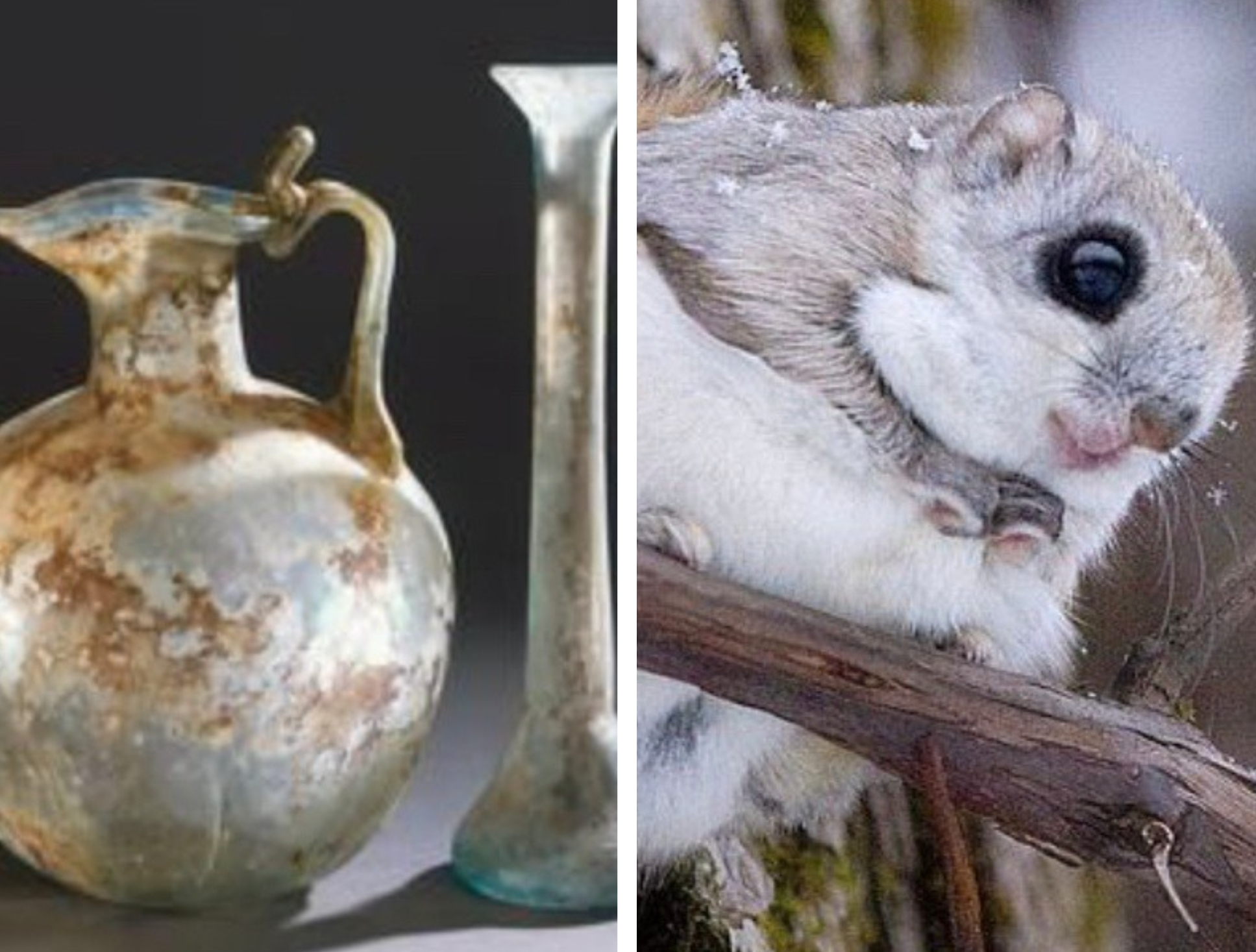 Sauna libertin, objets maudits et écureuils volants : découvrez les ...