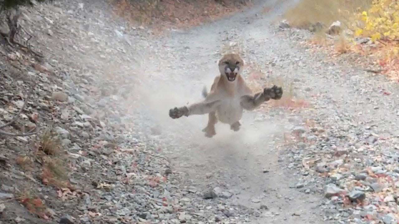 Un joggeur est poursuivi pendant 6 longues minutes par un puma ! Il ...