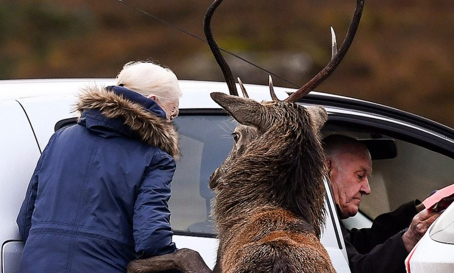 Il photographie un moment incroyable entre un cerf et une femme