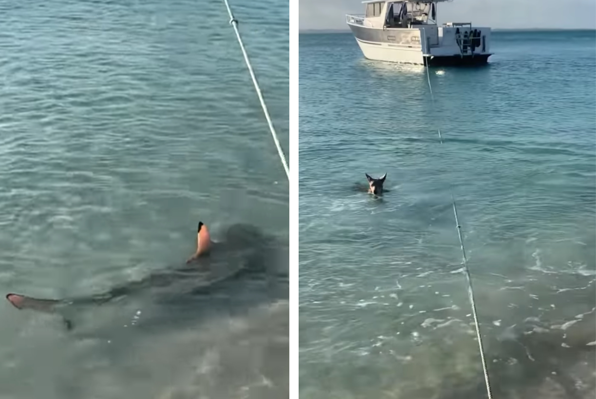 Ce chien n'hésite pas à se jeter à l'eau face à un requin et c'est ...