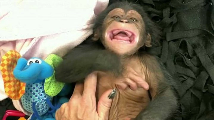 Un bébé chimpanzé rigole quand on lui chatouille le ventre