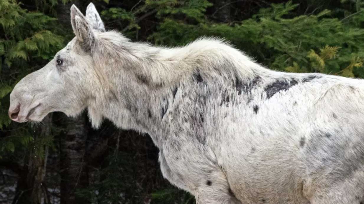 Un élan blanc très rare a été tué par des chasseurs