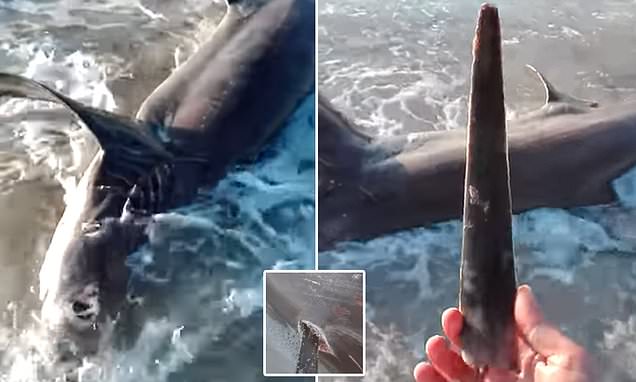 Il retrouve un requin mort sur la plage mais en regardant son dos, il ...