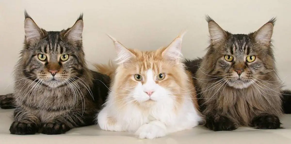 Un Français partage son héritage entre ses proches et des chats