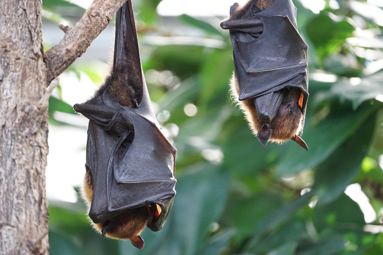 Un virus proche du Covid-19 découvert sur des chauves-souris inquiète