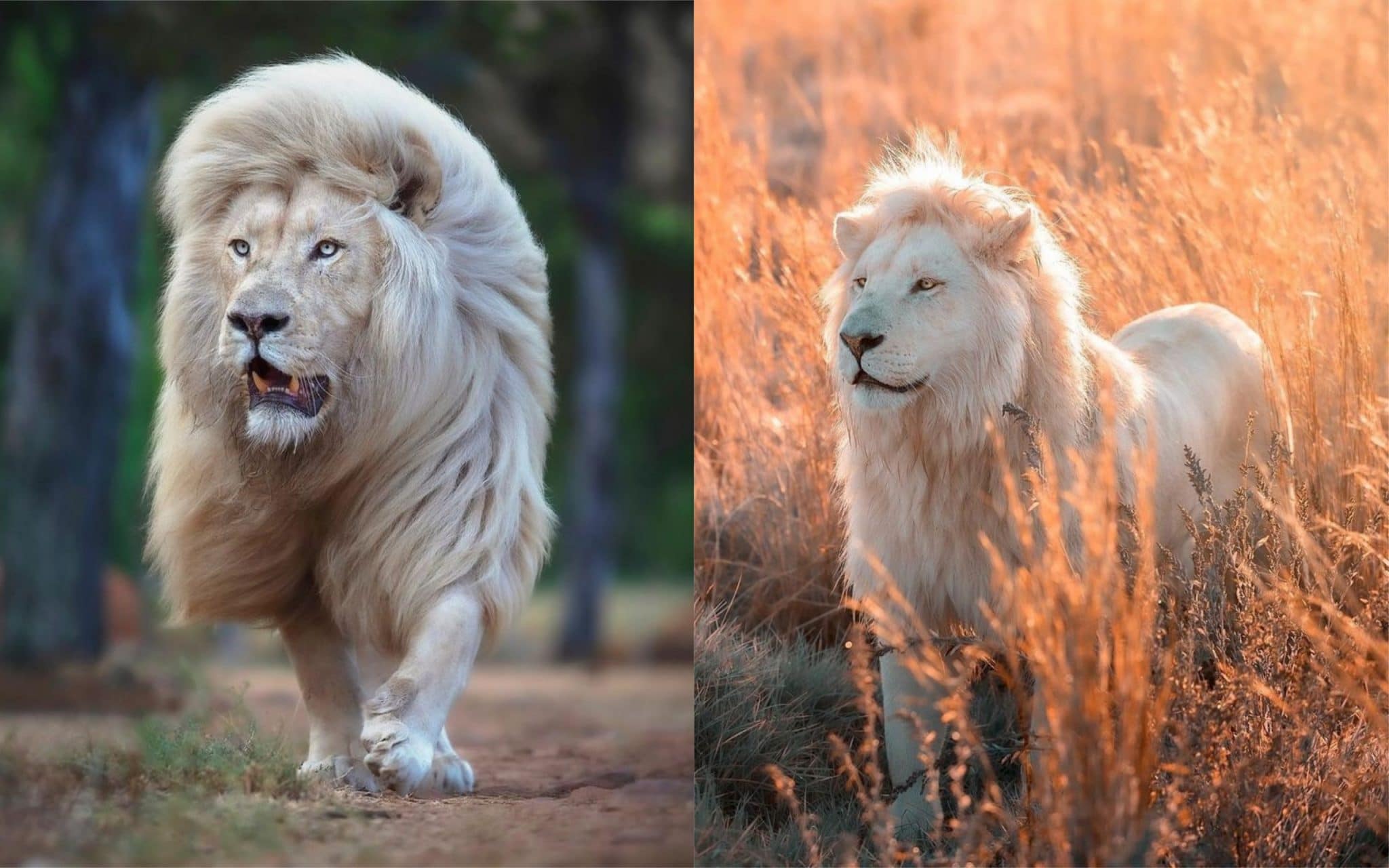 Ce photographe capture la beauté des lions à travers des clichés ... Ce photographe capture la beauté des lions à travers des clichés ...