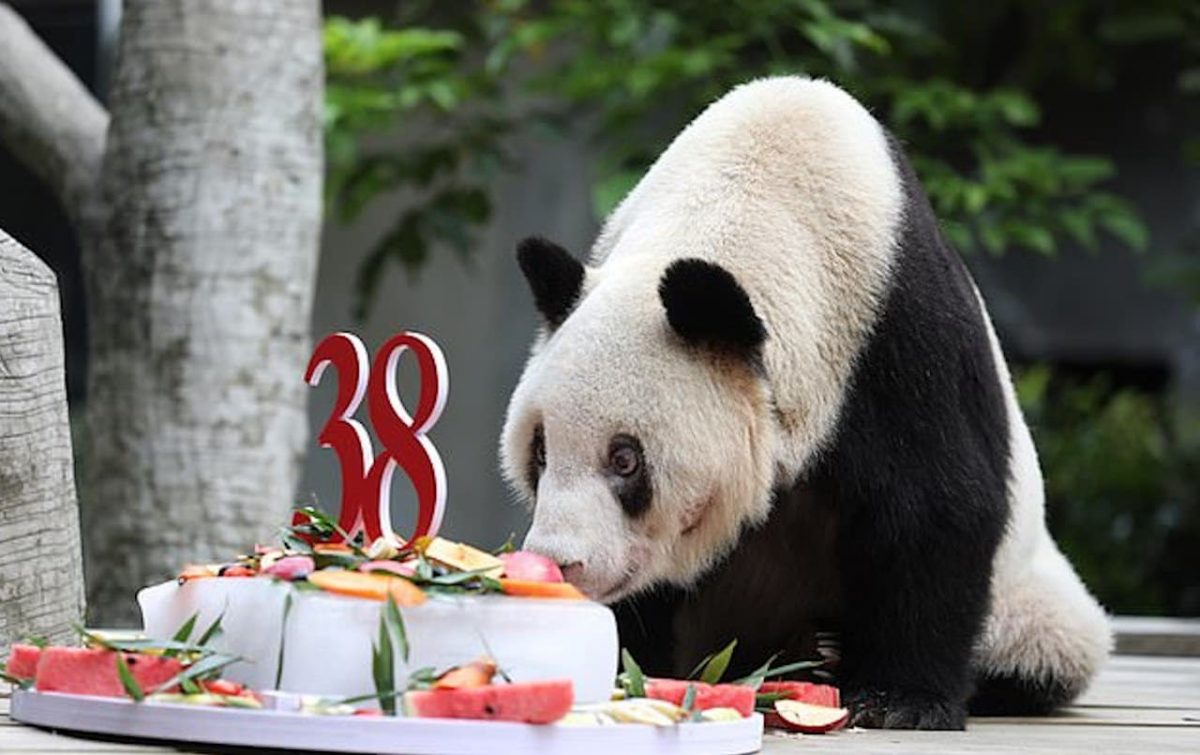 Triste nouvelle : le plus vieux panda du monde est décédé à l'âge de 38 ...