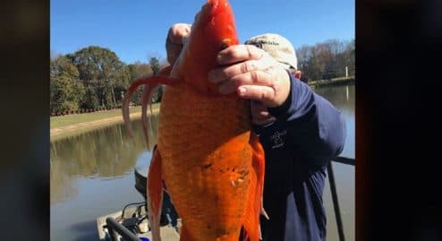 Un énorme poisson rouge de 4 kg retrouvé dans un lac ! (vidéo)