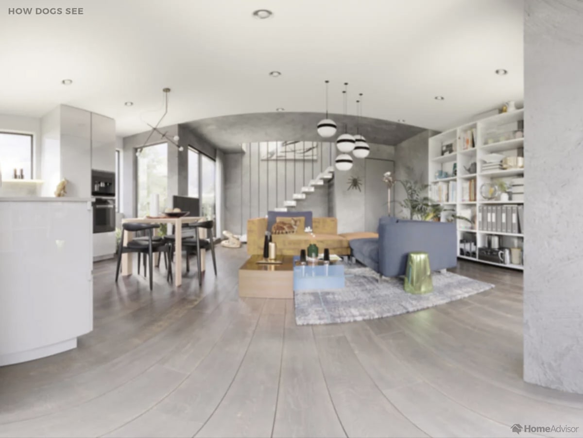 Chien, serpent, poisson rouge : Découvrez comment les animaux voient le ...