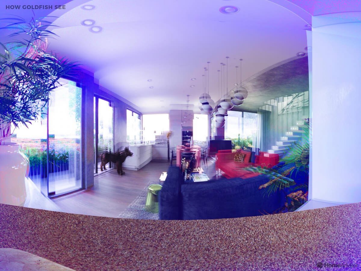 Chien, serpent, poisson rouge : Découvrez comment les animaux voient le ...