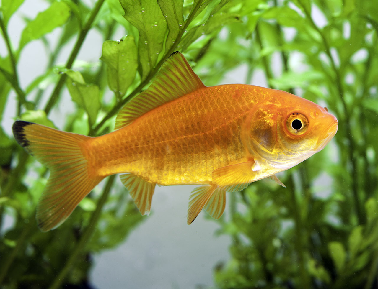 "Avoir une mémoire de poisson rouge" : les poissons n'ont-ils vraiment ...