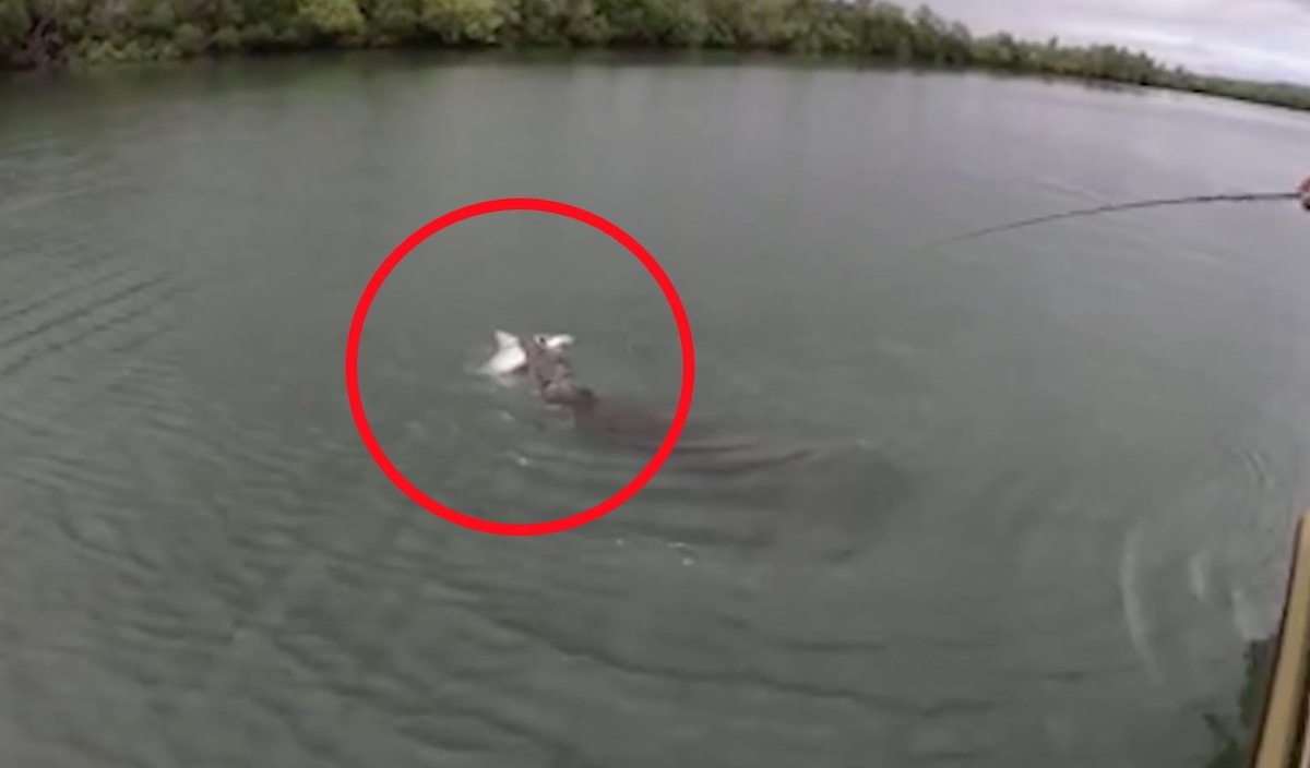 Des pêcheurs capturent un requin... mais une terrible créature va ... Des pêcheurs capturent un requin... mais une terrible créature va ...