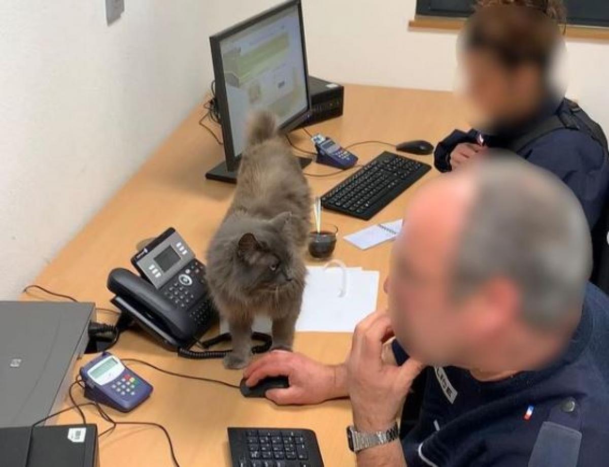 Ce chat adopté par des policiers est devenu la mascotte du commissariat ...