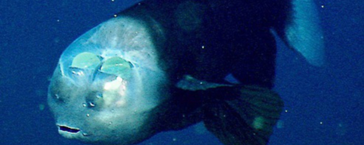 Ces animaux transparents sont absolument fascinants