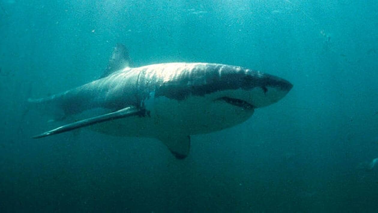 Ils frôlent la mort pour obtenir deux photos incroyables d'un requin ...