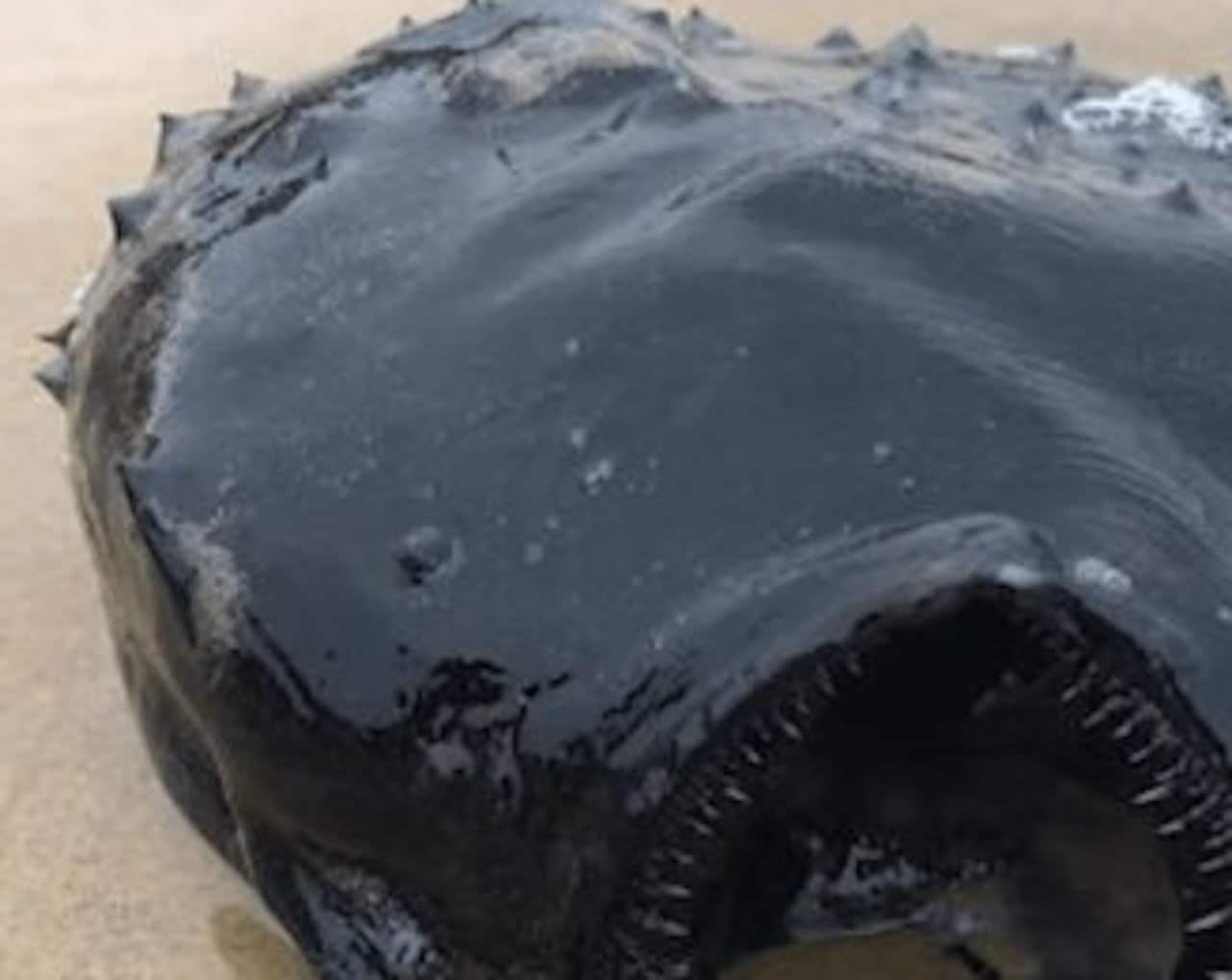 Un poisson monstrueux trouvé échoué sur une plage (vidéo)