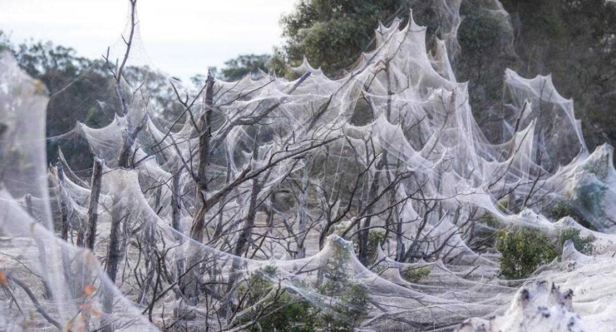Des Gigantesques Toiles Tissées Par Les Araignées Pour Se Protéger C