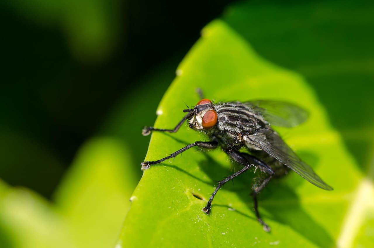 Blague du jour : Il devine si une mouche est une femelle ou un mâle...