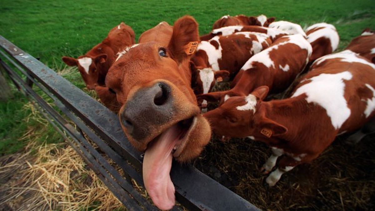 Vache folle : Un nouveau cas sème la panique dans un laboratoire
