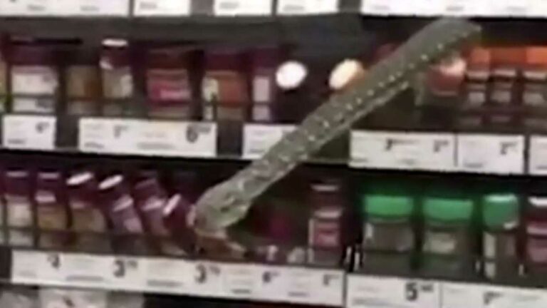Un python de 3 mètres surgit dans un rayon de supermarché