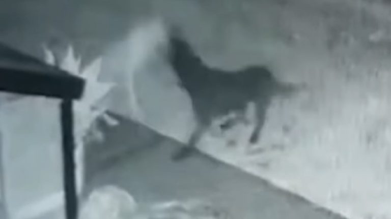 Paranormal : Découvrez la vidéo incroyable d'un chien fantôme jouant ...