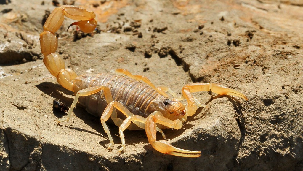 Scorpions, tempête : Panique totale en Egypte