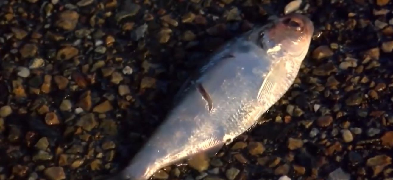 Un étrange phénomène fait pleuvoir des poissons : les images sont ...