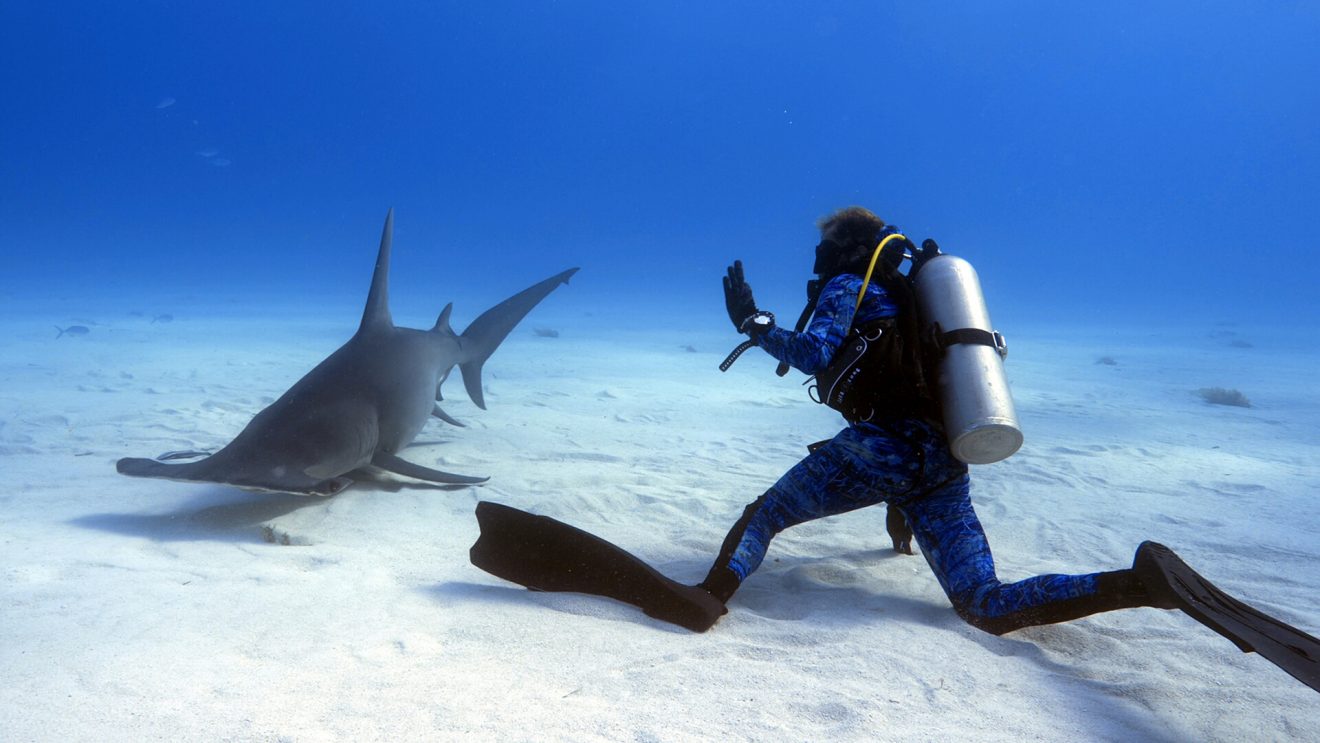 Des requins aperçus en France : sont-ils près de chez vous
