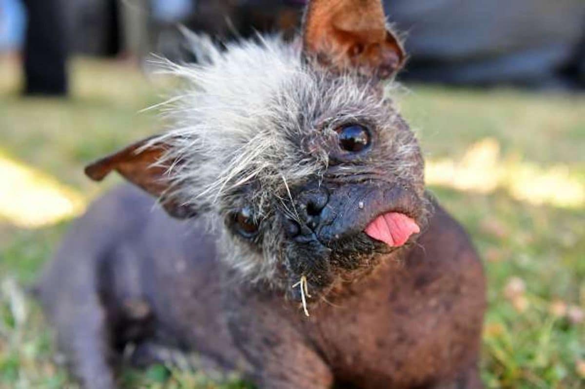 Découvrez à quoi ressemble le chien le plus moche du monde, c'est très ...