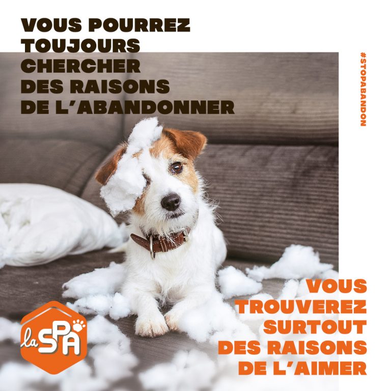 "Les raisons de l'aimer" : la SPA présente sa nouvelle campagne ...
