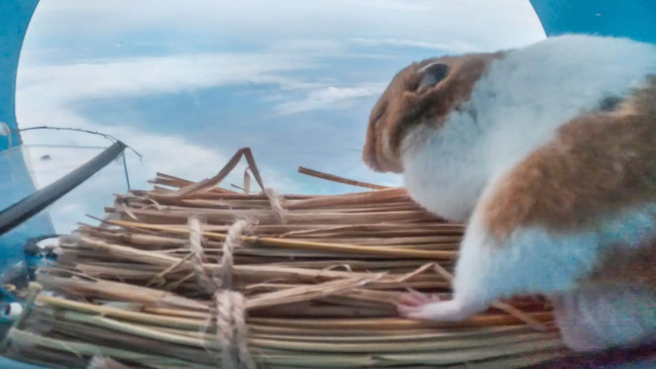 L'incroyable voyage d'un hamster dans la stratosphère