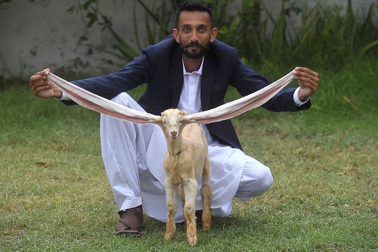 Insolite : cet adorable chevreau a une particularité physique ...