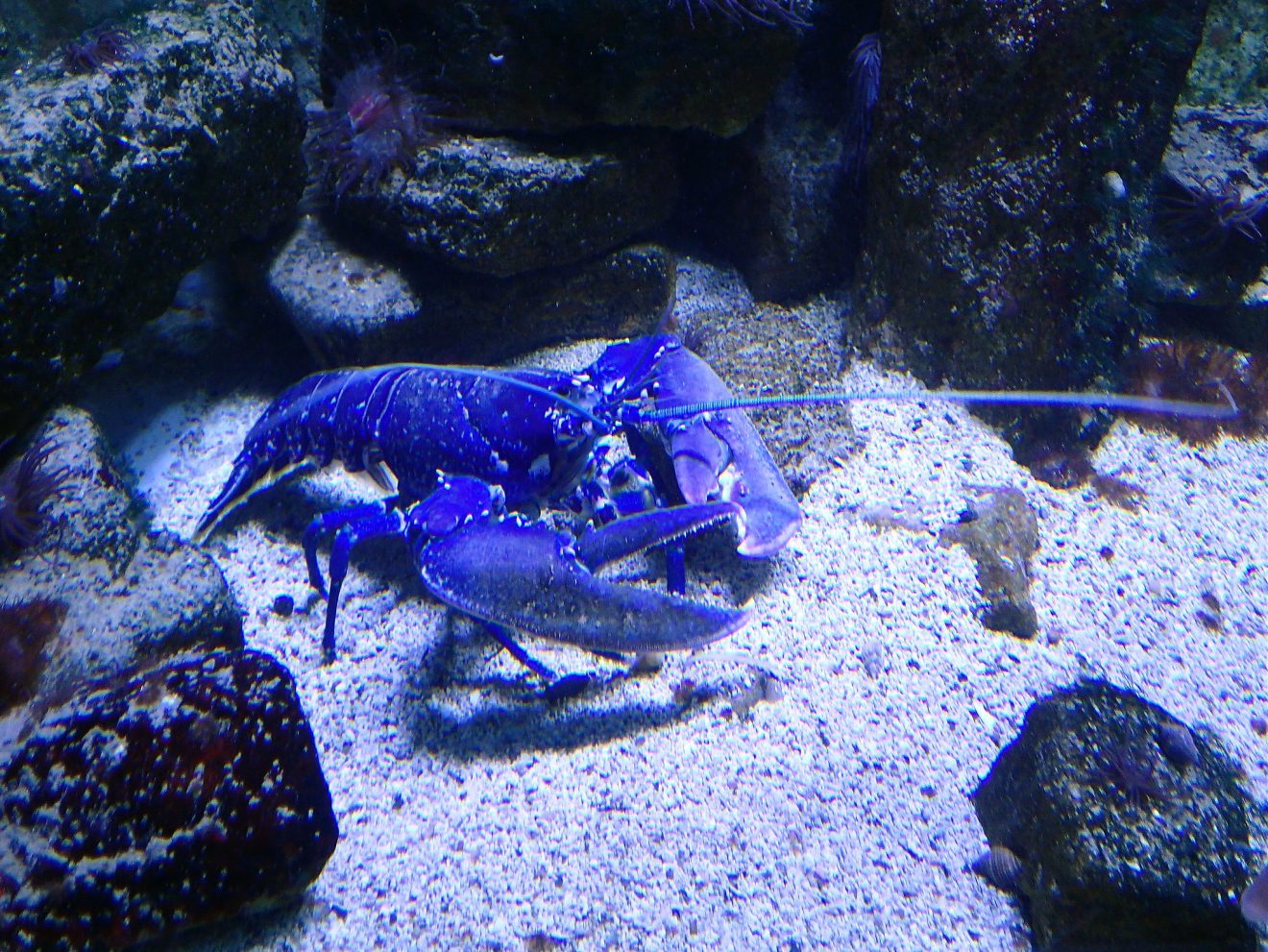 Incroyable ! Il pêche un splendide homard bleu