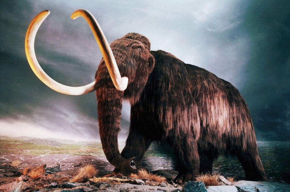 La saviez-vous : Comment les mammouths ont-ils disparu