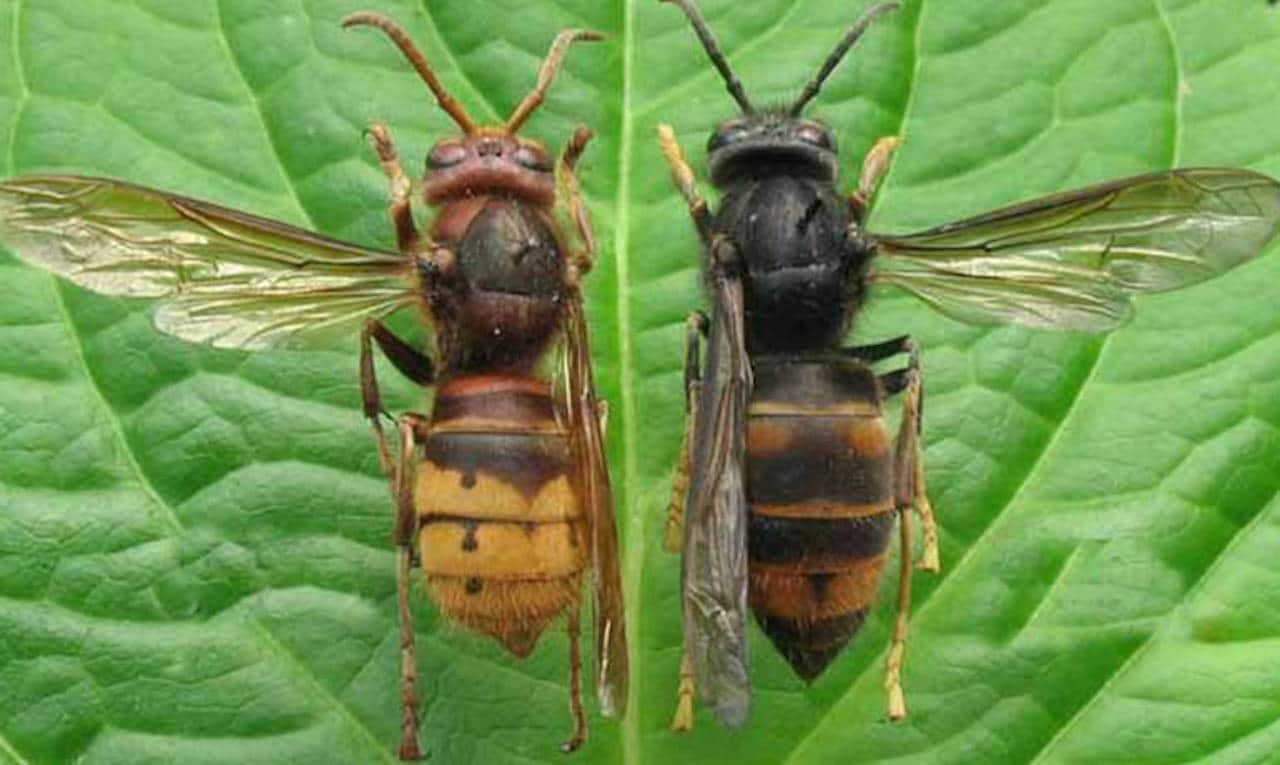 Abeille, guêpe, frelon... : Comment différencier les insectes volants à ...