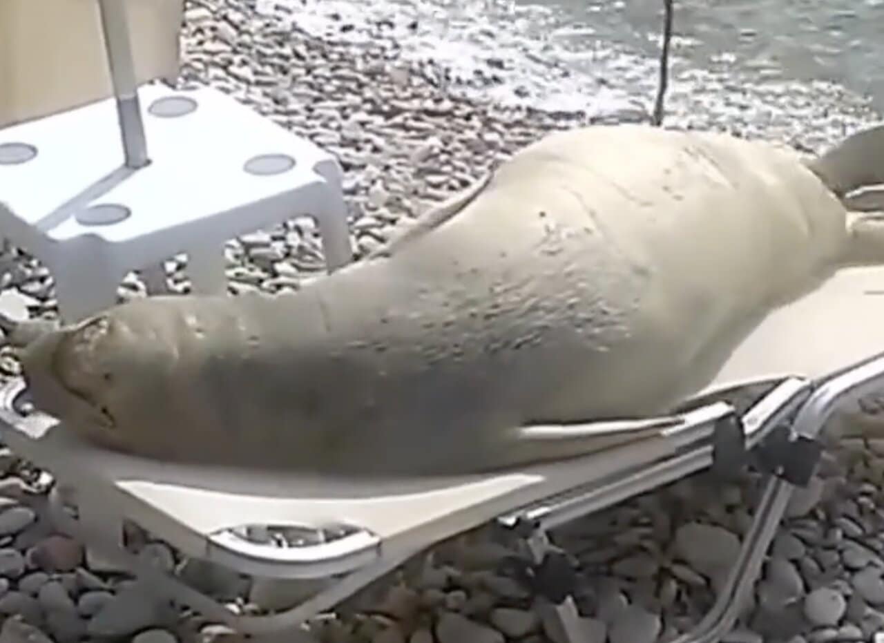 Ce phoque se prélasse sur un transat tel un touriste en vacances : la ...