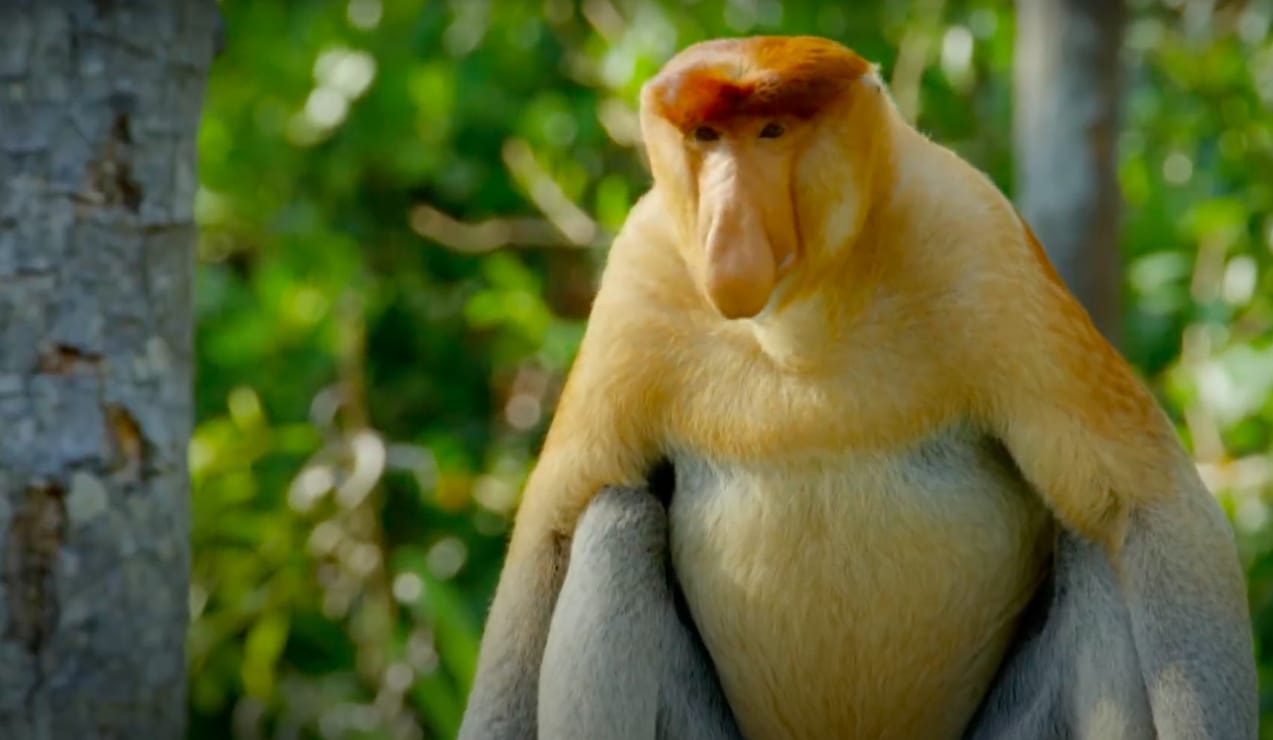20 animaux à l'apparence vraiment étrange - Page 7 sur 11
