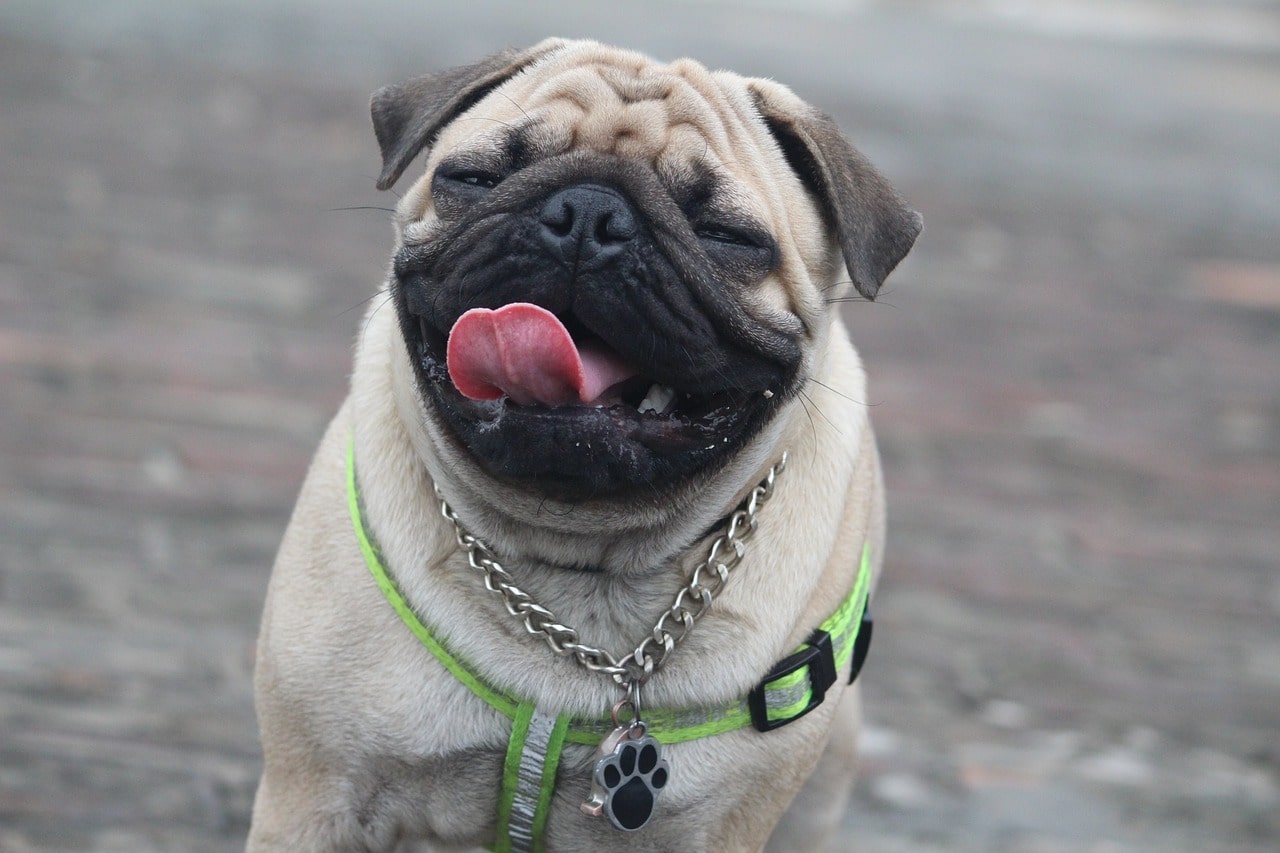 Quelles sont les races de chiens les plus mignons