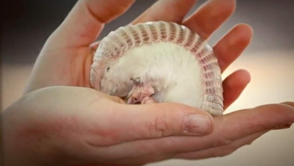 20 animaux à l'apparence vraiment étrange - Page 8 sur 11