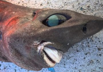 Pêché à 650 mètres de profondeur, ce requin au physique effrayant ...