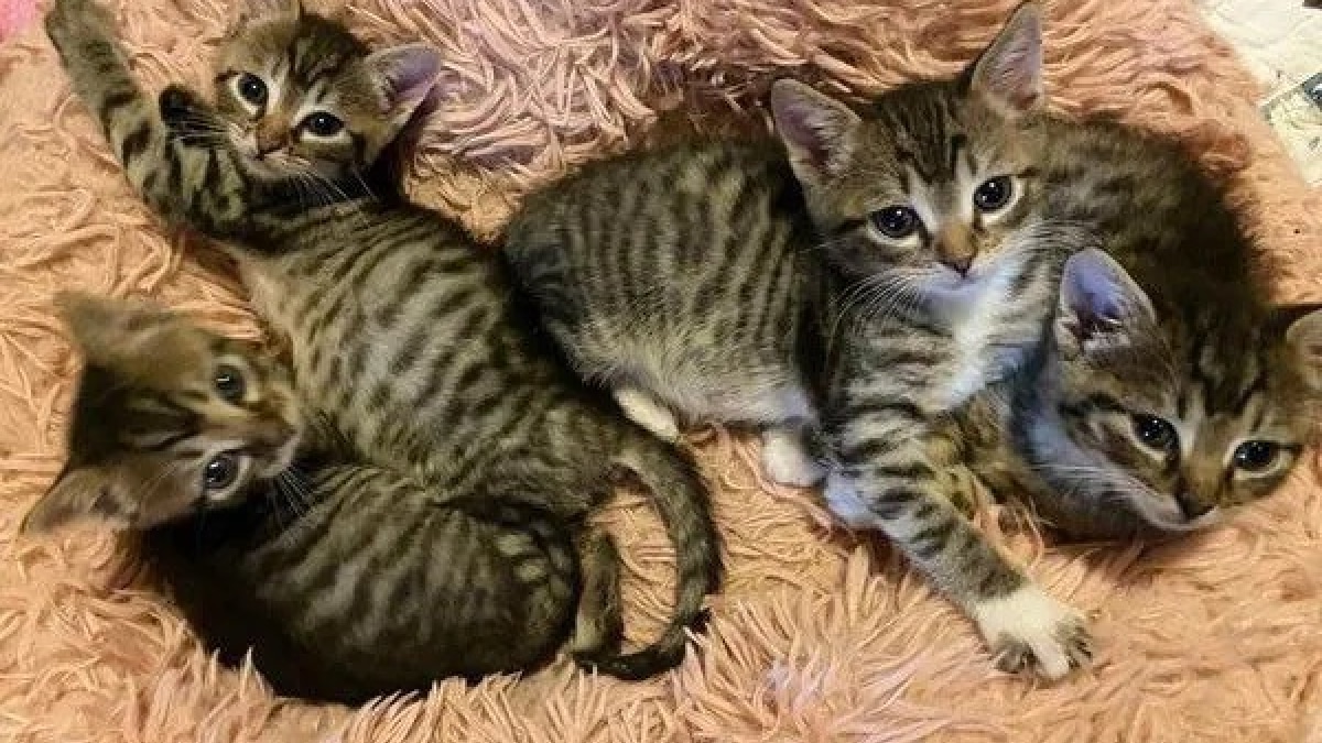 Cette soigneuse vétérinaire sauve 4 chatons et leur offre un nouveau ...
