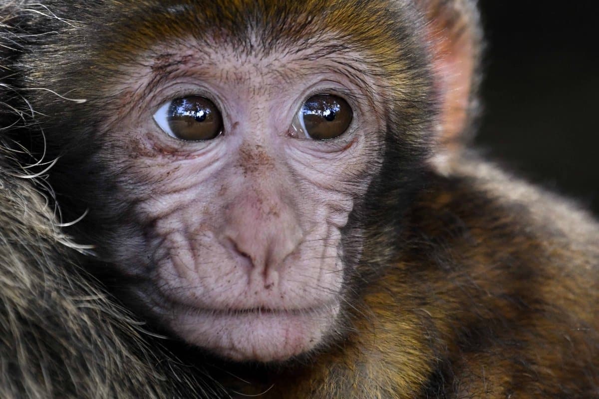 Ce singe a les mains très baladeuses face à une ancienne Miss (vidéo)