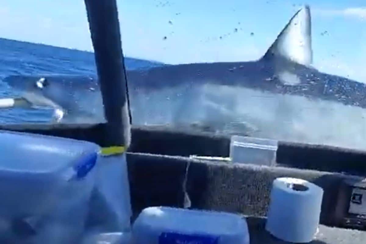 En pleine mer, ces pêcheurs voient un requin sauter sur leur bateau ... En pleine mer, ces pêcheurs voient un requin sauter sur leur bateau ...